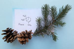 An Introduction to the Pinene Terpene | Green Goods