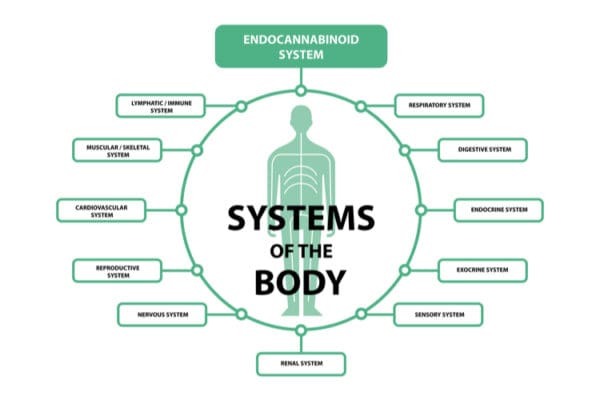 Everything You Need to Know About the Endocannabinoid System
