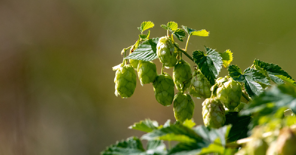 Terpene Profile: Humulene, Powerful Cannabis-Based Medicine