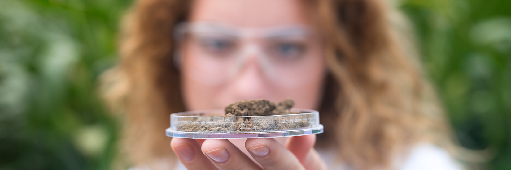 Hybrid Strains: What Are Best Hybrid Strains? | Green Goods