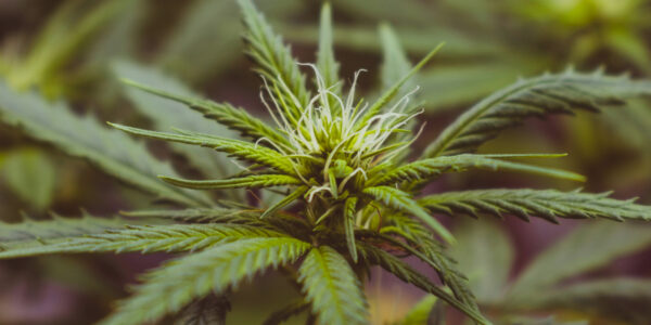 Decarboxylation 101: How To Decarb Cannabis | Green Goods
