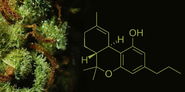 Hybrid Strains: What Are Best Hybrid Strains? | Green Goods