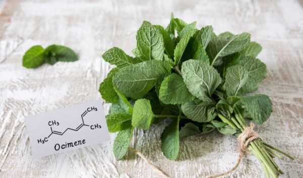 A Sweet & Woodsy Terpene: Get To Know Ocimene | Green Goods